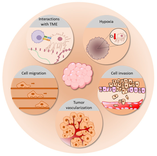 IJMS | Free Full-Text | Three-Dimensional Cell Cultures: The Bridge between In Vitro and In Vivo ...
