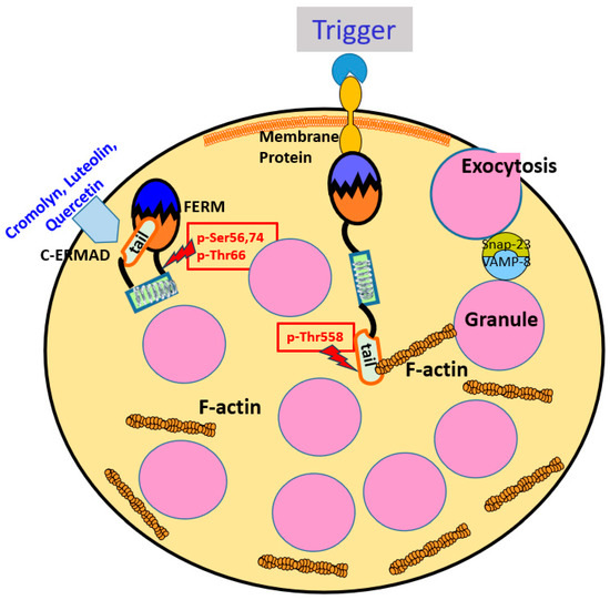 Potential Role of Moesin in Regulating Mast Cell Secretion