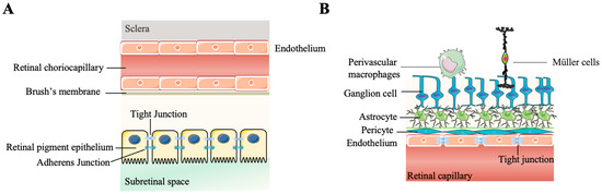 Ocular Vascular Diseases: From Retinal Immune Privilege to Inflammation