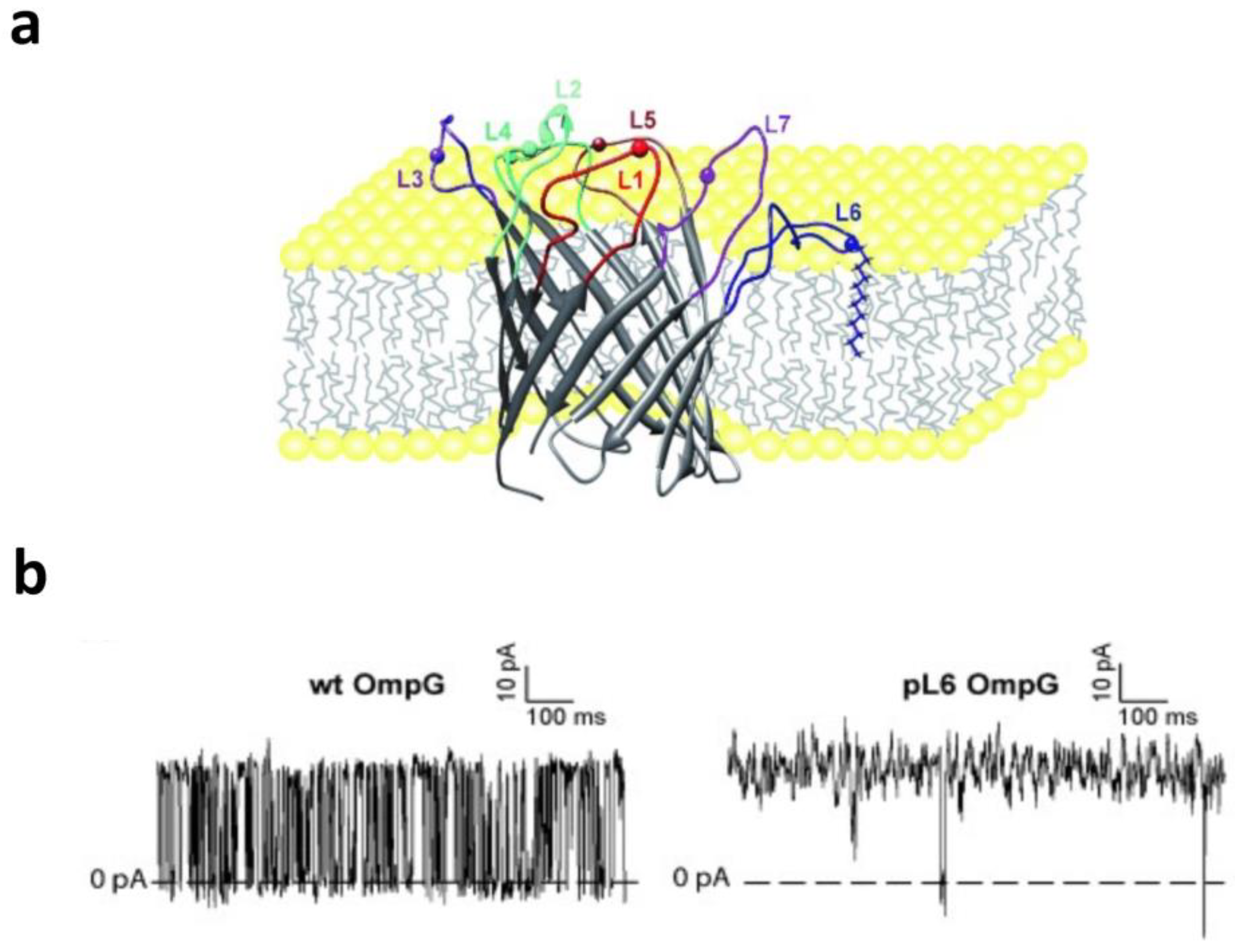Gating of β-Barrel Protein Pores, Porins, and Channels: An Old Problem ...