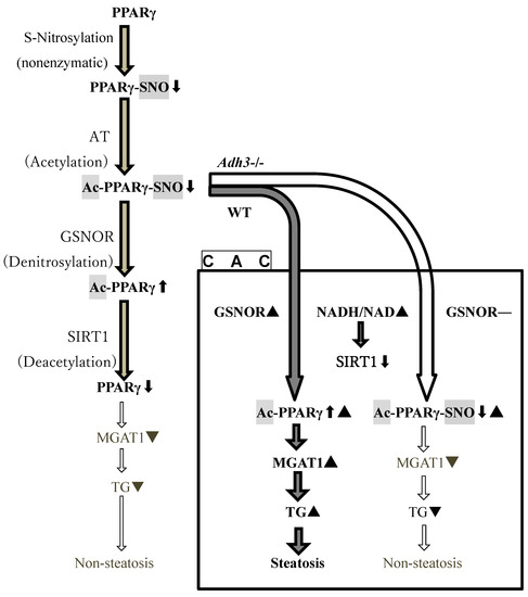 Class III Alcohol Dehydrogenase Plays a Key Role in the Onset of ...