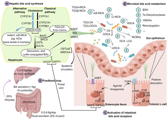The Potential of Bile Acids as Biomarkers for Metabolic Disorders