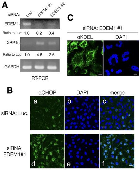 Identification of EGF Receptor and Thrombospondin-1 as Endogenous ...