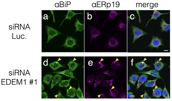 Identification of EGF Receptor and Thrombospondin-1 as Endogenous ...