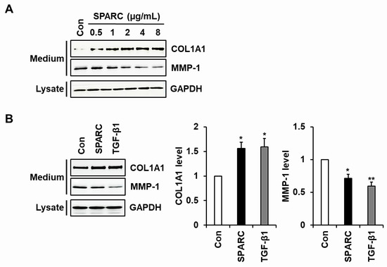 SPARC Is Highly Expressed in Young Skin and Promotes Extracellular ...