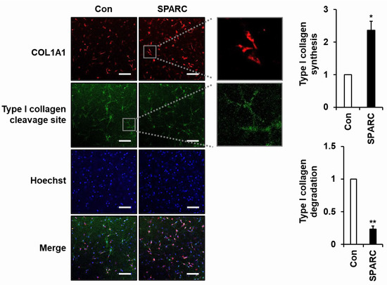 SPARC Is Highly Expressed in Young Skin and Promotes Extracellular ...