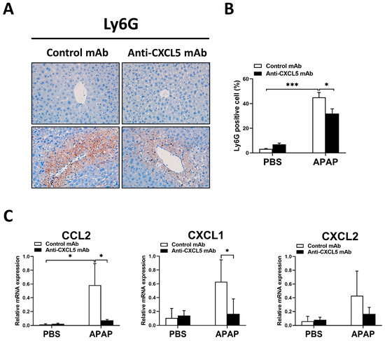 IJMS | Free Full-Text | CXCL5 Promotes Acetaminophen-Induced ...