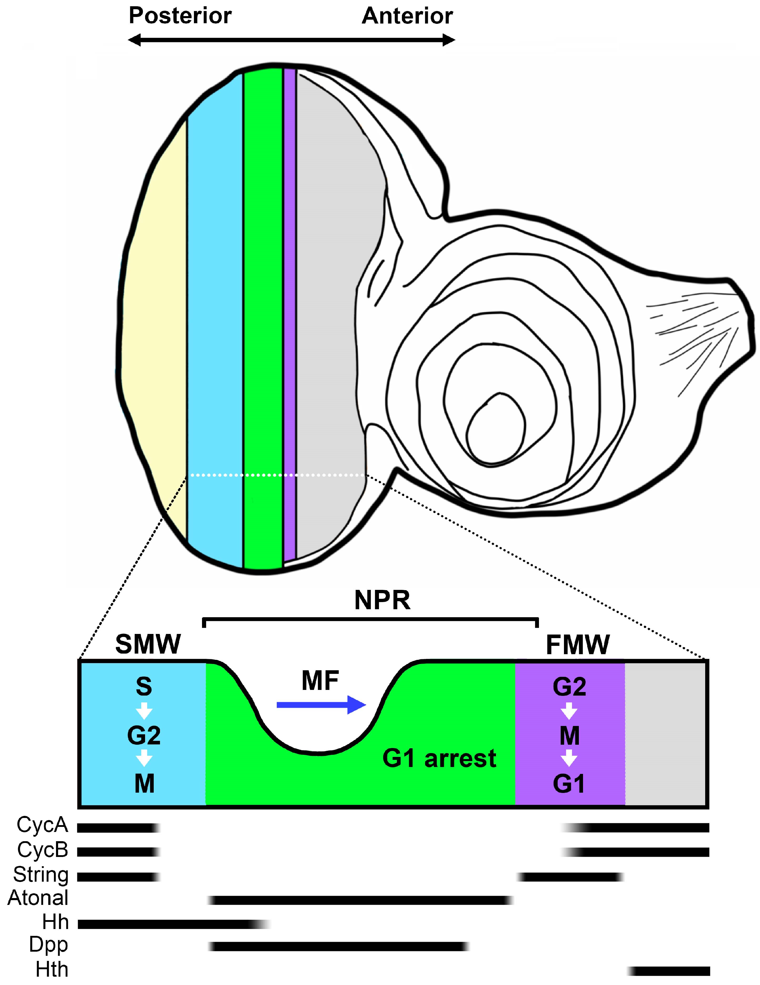 Cell Cycle Regulation by NF-YC in Drosophila Eye Imaginal Disc ...