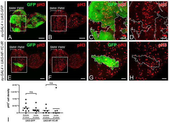 Cell Cycle Regulation by NF-YC in Drosophila Eye Imaginal Disc ...