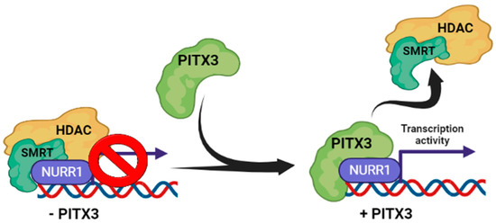 Mechanisms of NURR1 Regulation: Consequences for Its Biological ...