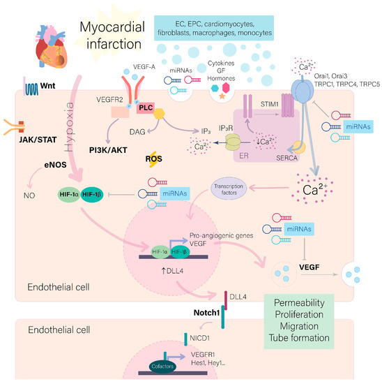 New Insights into the Reparative Angiogenesis after Myocardial Infarction