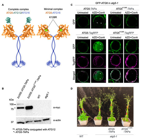 Interactome of Arabidopsis ATG5 Suggests Functions beyond Autophagy