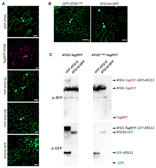 Interactome of Arabidopsis ATG5 Suggests Functions beyond Autophagy