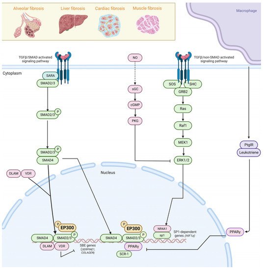 EP300 as a Molecular Integrator of Fibrotic Transcriptional Programs