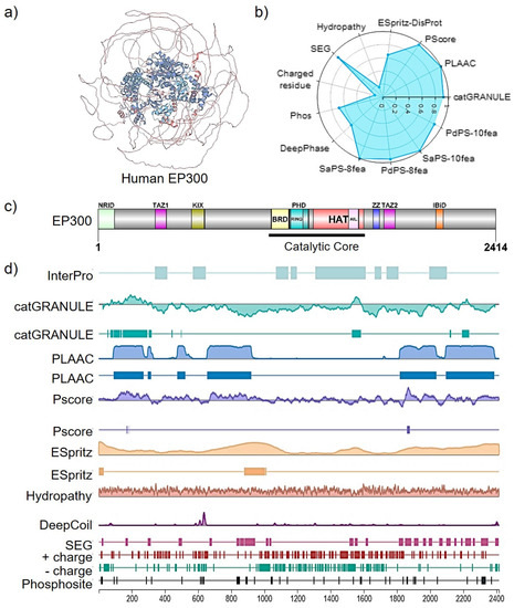 EP300 as a Molecular Integrator of Fibrotic Transcriptional Programs