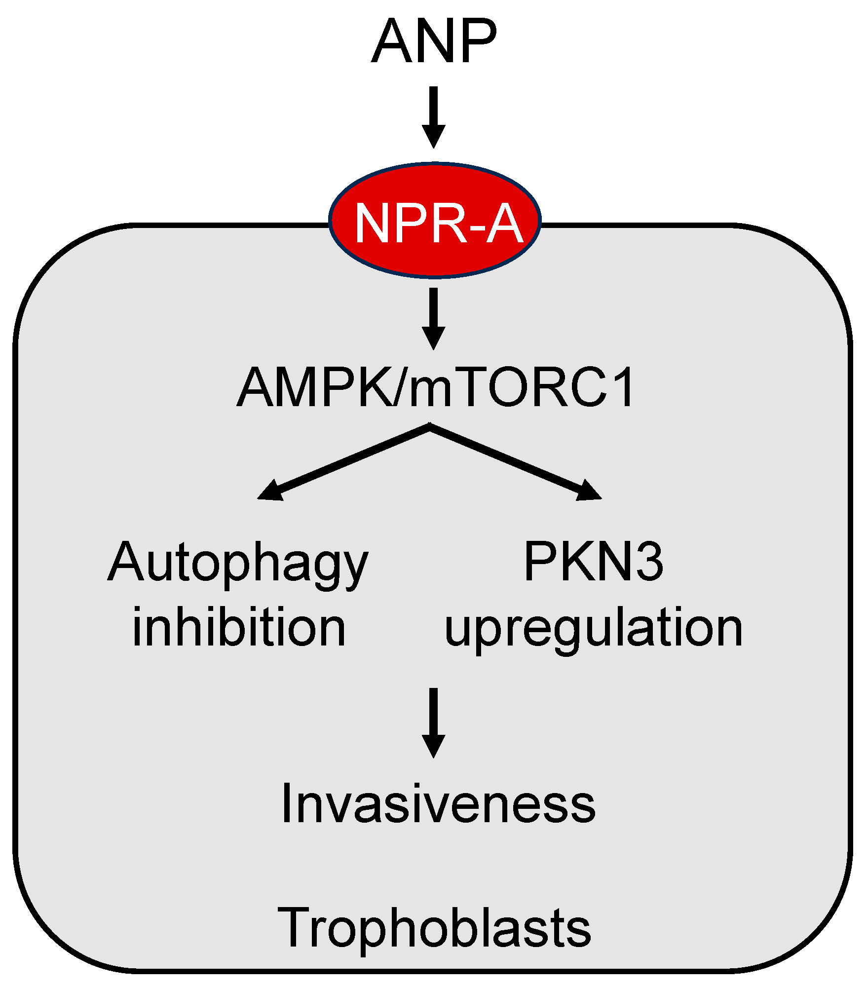 Natriuretic Peptide Signaling in Uterine Biology and Preeclampsia