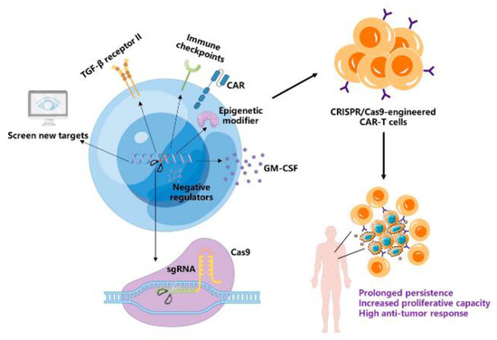 IJMS | Free Full-Text | CRISPR/Cas9: A Powerful Strategy to Improve CAR-T Cell Persistence