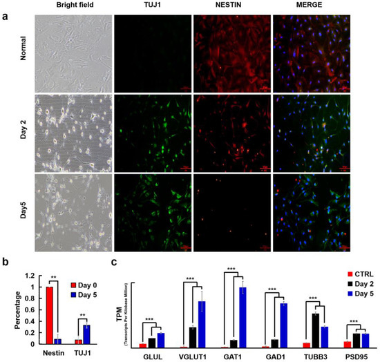 Multi-Target Neural Differentiation (MTND) Therapeutic Cocktail to ...