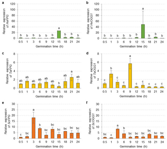 Profiling of Barley, Wheat, and Rye FPG and OGG1 Genes during Grain ...