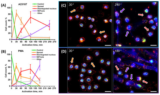Stages of NETosis Development upon Stimulation of Neutrophils with ...
