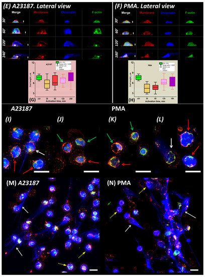 Stages of NETosis Development upon Stimulation of Neutrophils with ...