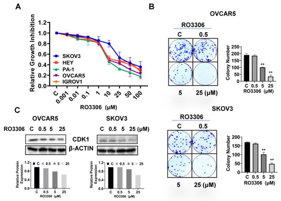 Inhibition of CDK1 by RO-3306 Exhibits Anti-Tumorigenic Effects in ...