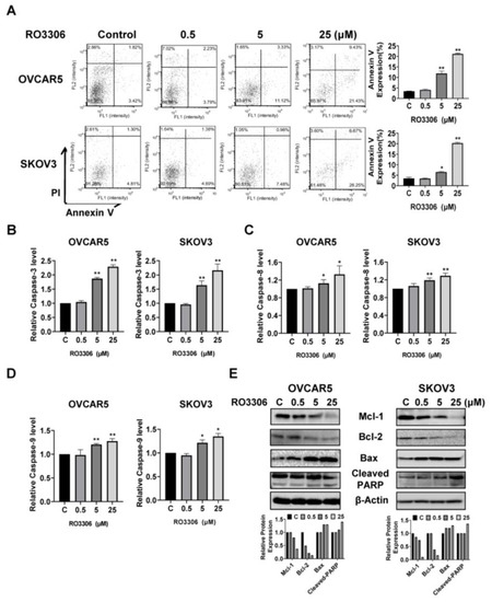 IJMS | Free Full-Text | Inhibition of CDK1 by RO-3306 Exhibits Anti-Tumorigenic Effects in ...