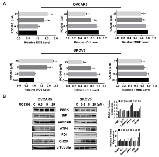IJMS | Free Full-Text | Inhibition of CDK1 by RO-3306 Exhibits Anti ...
