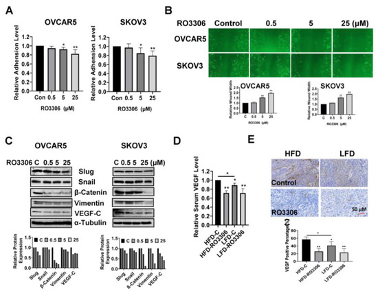 IJMS | Free Full-Text | Inhibition of CDK1 by RO-3306 Exhibits Anti-Tumorigenic Effects in ...