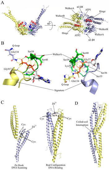 Dynamic Properties of the DNA Damage Response Mre11/Rad50 Complex