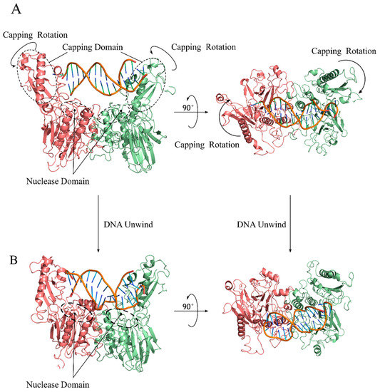 Dynamic Properties of the DNA Damage Response Mre11/Rad50 Complex