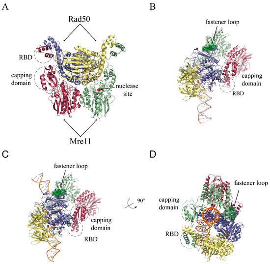 Dynamic Properties of the DNA Damage Response Mre11/Rad50 Complex