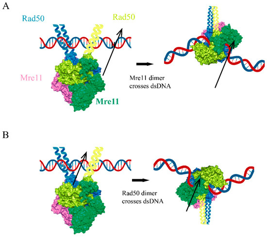 Dynamic Properties of the DNA Damage Response Mre11/Rad50 Complex