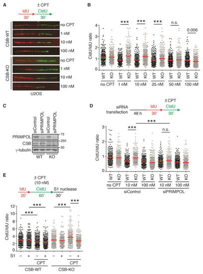 CSB Regulates Pathway Choice in Response to DNA Replication Stress ...