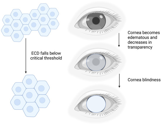 Corneal Endothelial-like Cells Derived from Induced Pluripotent Stem Cells for Cell Therapy