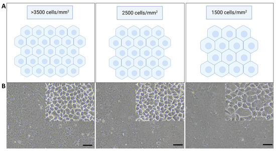 Corneal Endothelial-like Cells Derived from Induced Pluripotent Stem Cells for Cell Therapy
