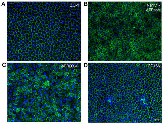 Corneal Endothelial-like Cells Derived from Induced Pluripotent Stem Cells for Cell Therapy