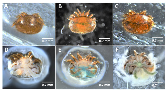 Honey Bee Larval Hemolymph as a Source of Key Nutrients and Proteins ...