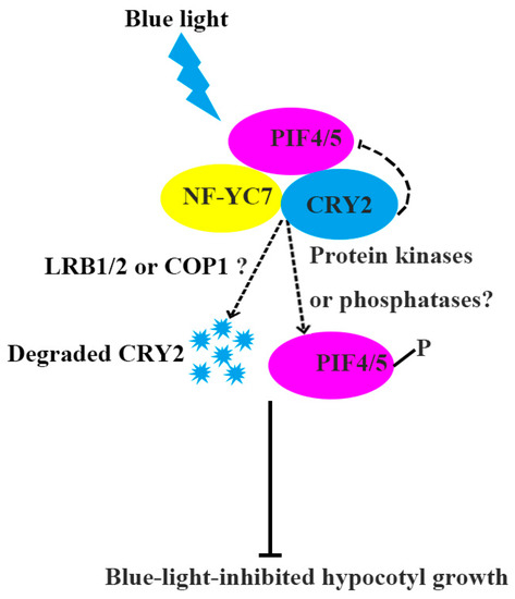 Arabidopsis NF–YC7 Interacts with CRY2 and PIF4/5 to Repress Blue Light ...