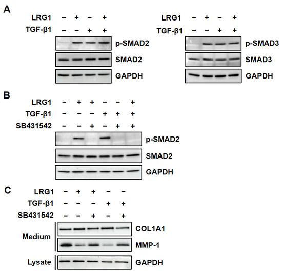 LRG1 Promotes ECM Integrity by Activating the TGF-β Signaling Pathway ...
