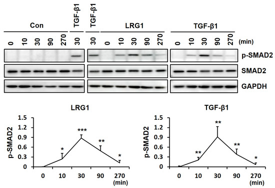 LRG1 Promotes ECM Integrity by Activating the TGF-β Signaling Pathway ...