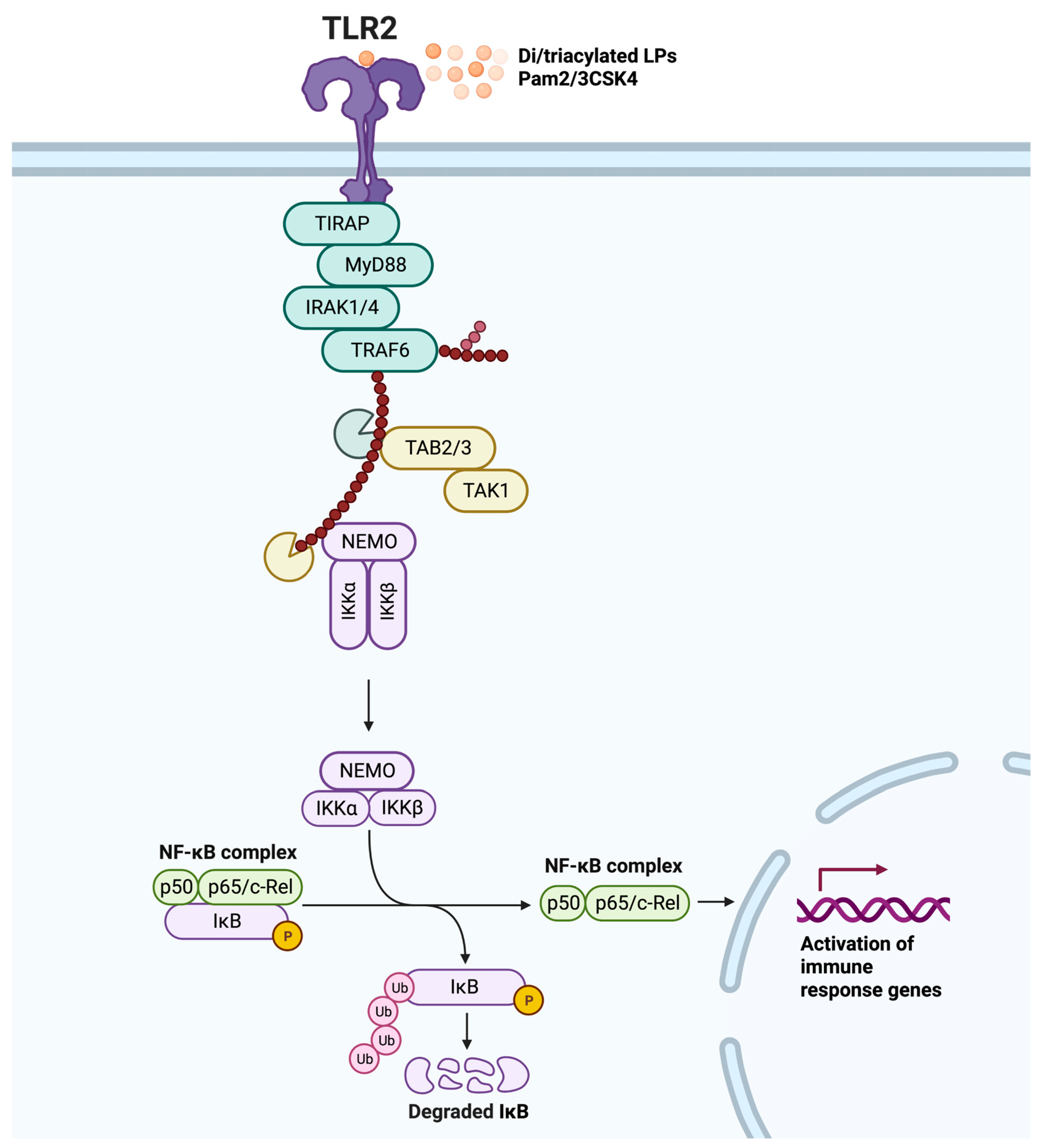 Ijms Free Full Text An Update On Toll Like Receptor 2 Its Function