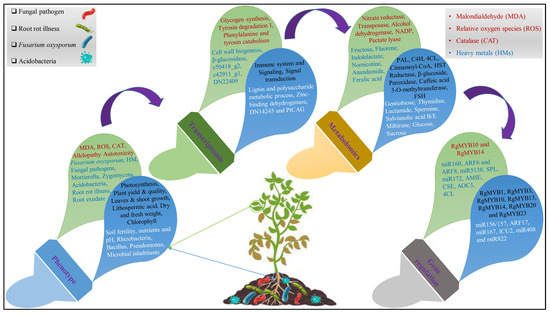 A Systematic Review on the Continuous Cropping Obstacles and Control Strategies in Medicinal Plants