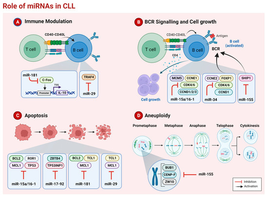 Role of microRNAs in Chronic Lymphocytic Leukemia