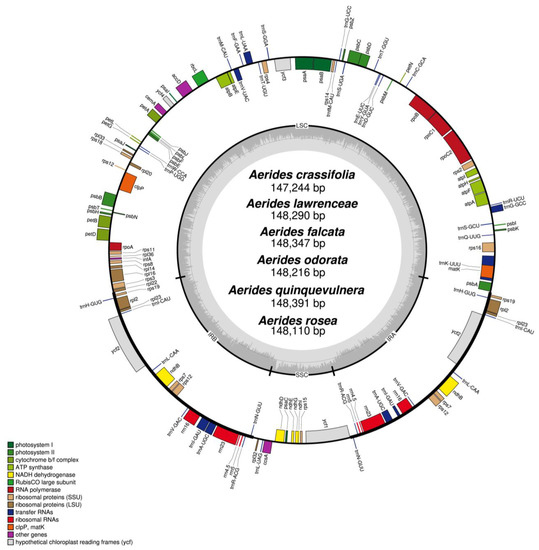 Comparative Phylogenetic Analysis for Aerides (Aeridinae, Orchidaceae ...