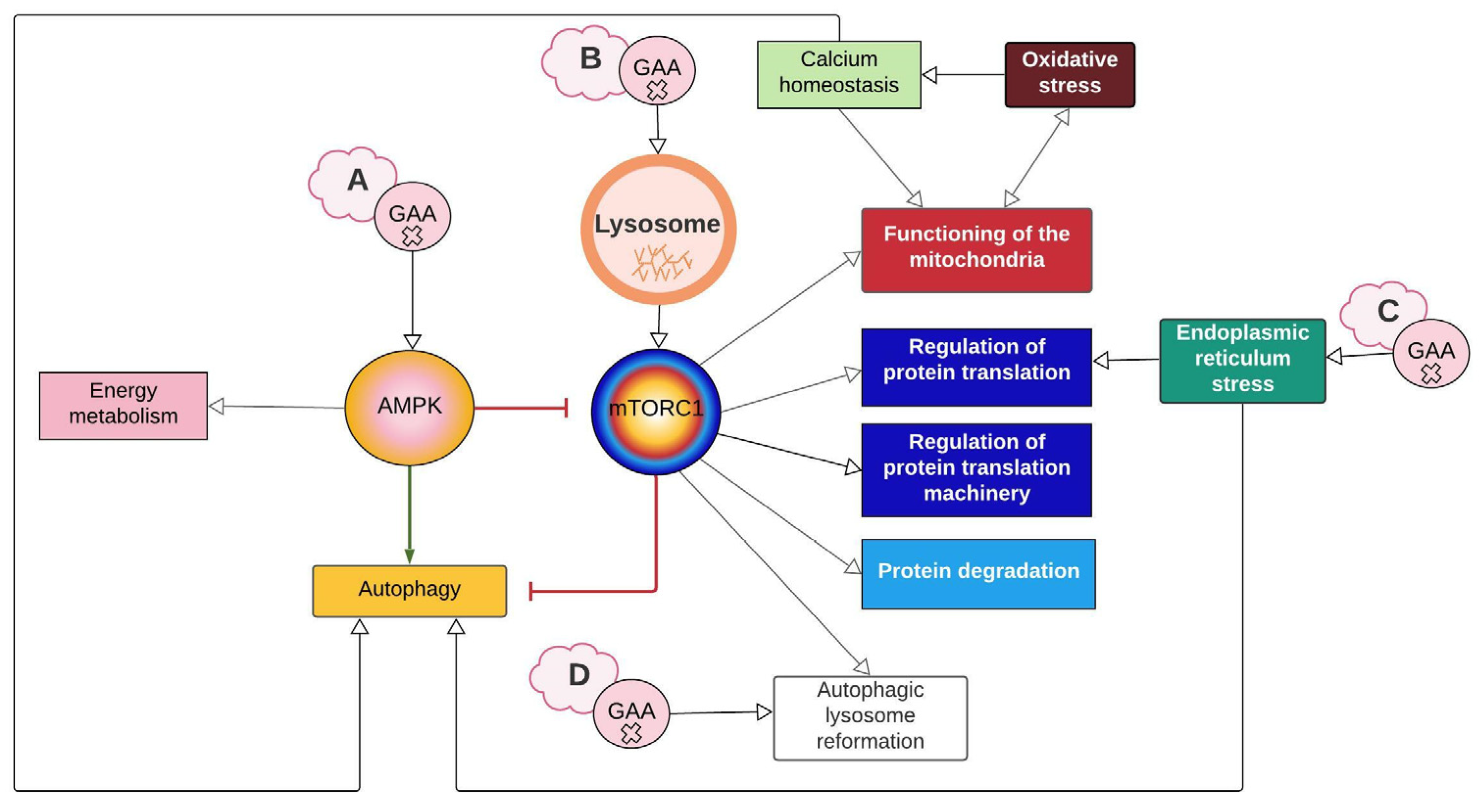 From Acid Alpha-Glucosidase Deficiency to Autophagy: Understanding the ...