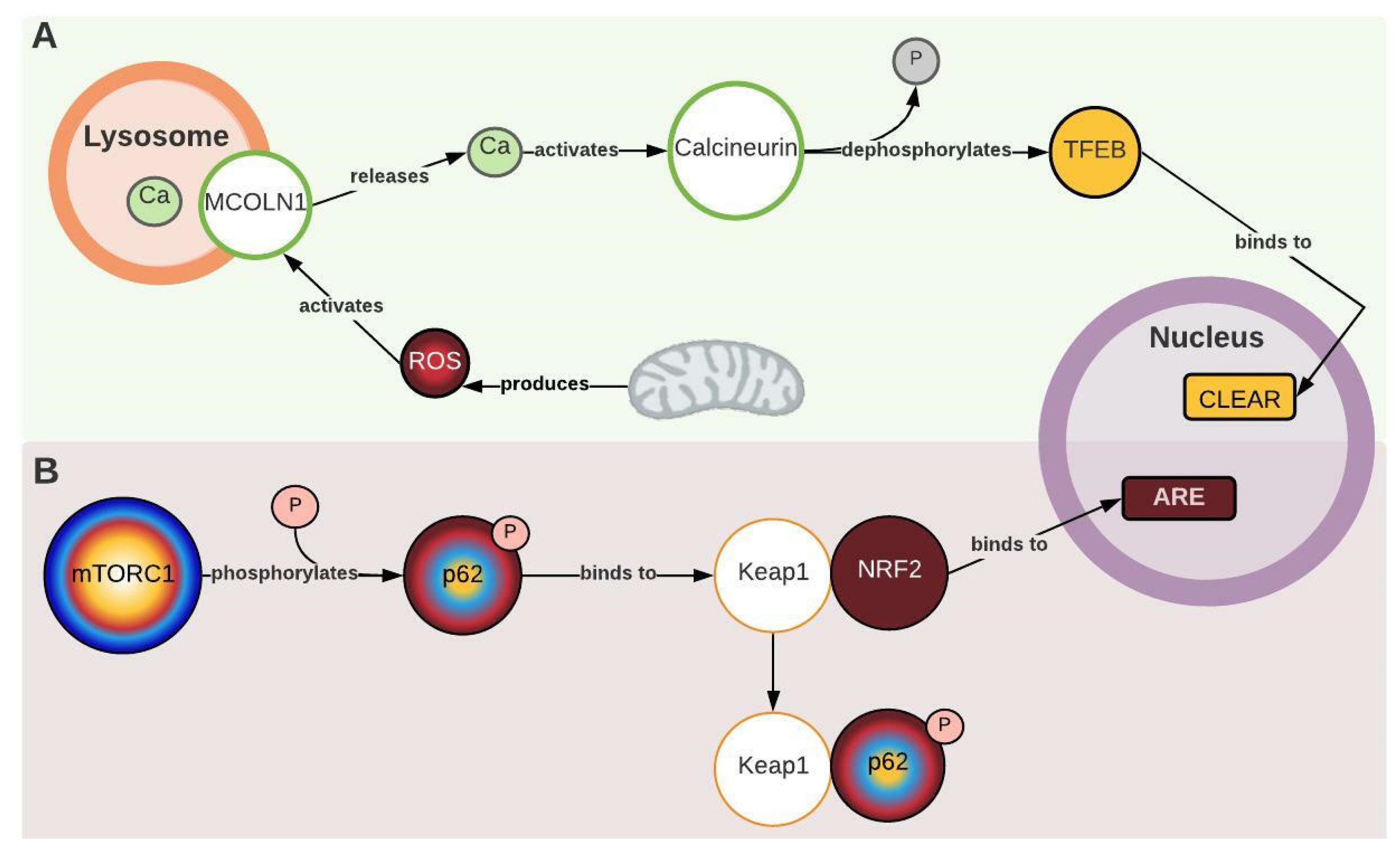 From Acid Alpha-Glucosidase Deficiency to Autophagy: Understanding the ...