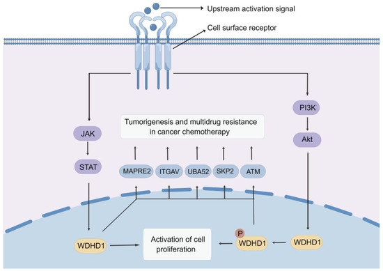 WD Repeat and HMG Box DNA Binding Protein 1: An Oncoprotein at the Hub ...
