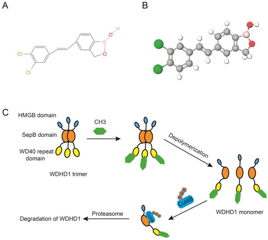 WD Repeat and HMG Box DNA Binding Protein 1: An Oncoprotein at the Hub ...