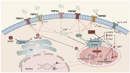 Role of TRP Channels in Liver-Related Diseases